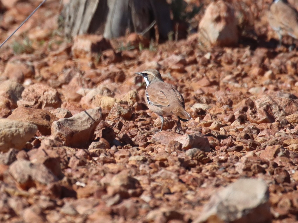 Cinnamon Quail-thrush from Unincorp. Flinders Ranges, AU-SA, AU on ...