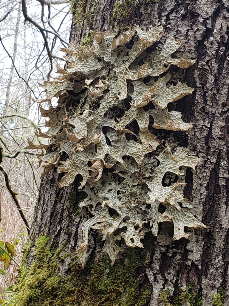 Tree Lungwort from Seattle, WA 98110, USA on March 12, 2022 at 01:55 PM ...