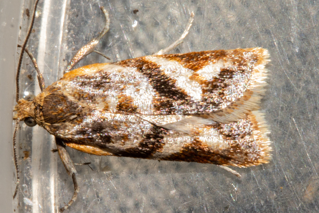 Clepsis from Middlemarch, New Zealand on March 09, 2022 at 04:55 PM by ...