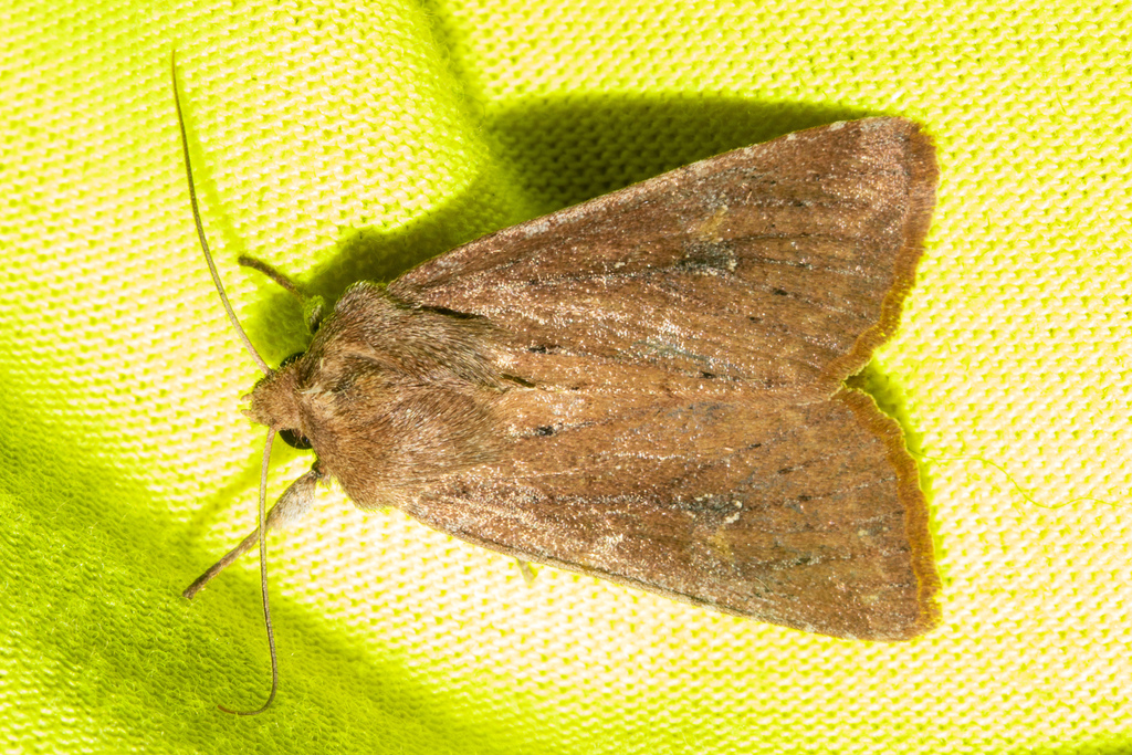 Ichneutica alopa from Middlemarch, New Zealand on March 04, 2022 at 10: ...