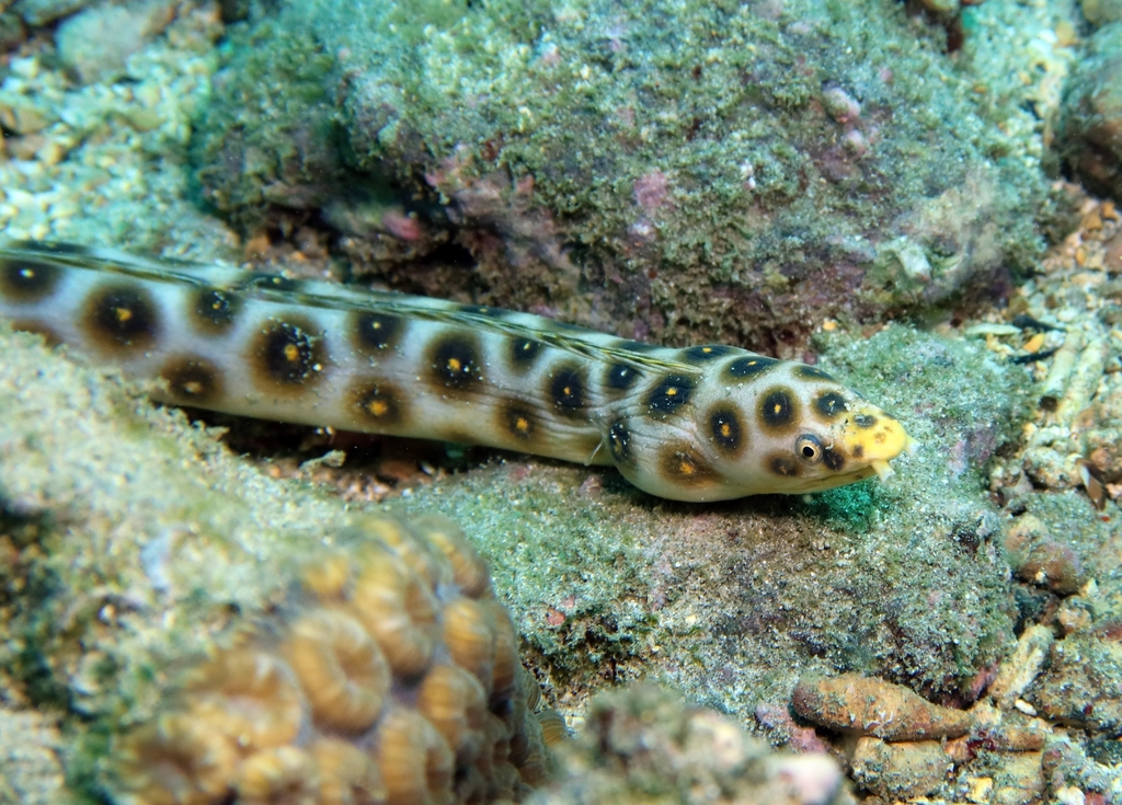 Leopard Eel from Lobata, São Tomé and Príncipe on March 12, 2022 at 03: ...