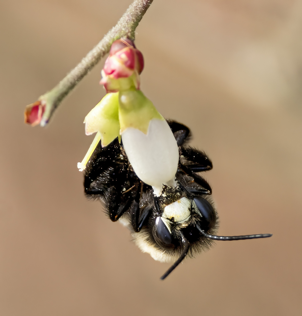 Blueberry Digger Bee from 420 Anderson St, Durham, NC 27708, USA on ...