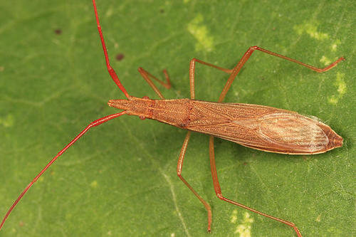 Genus Protenor · iNaturalist