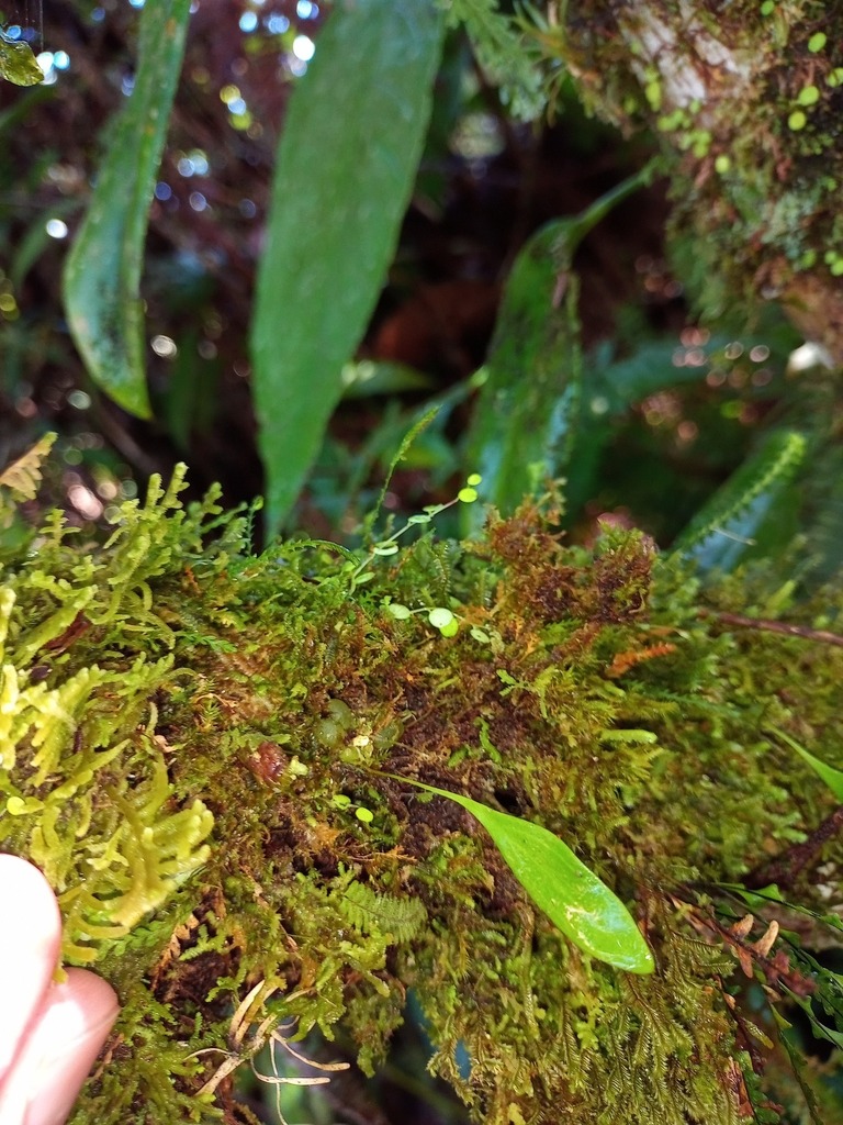 (Utricularia uxoris) - Botanical Realm