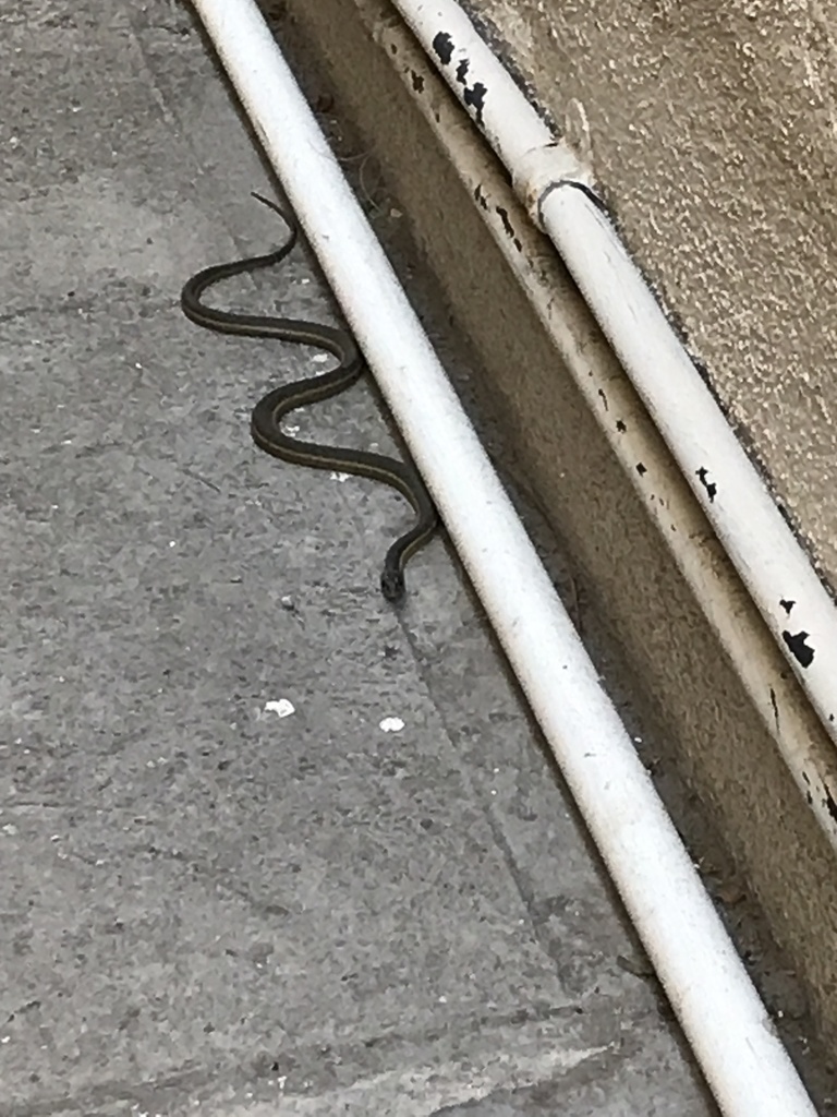 Two-striped Garter Snake from Privada Playas Cibolas, Ensenada, BC, MX ...