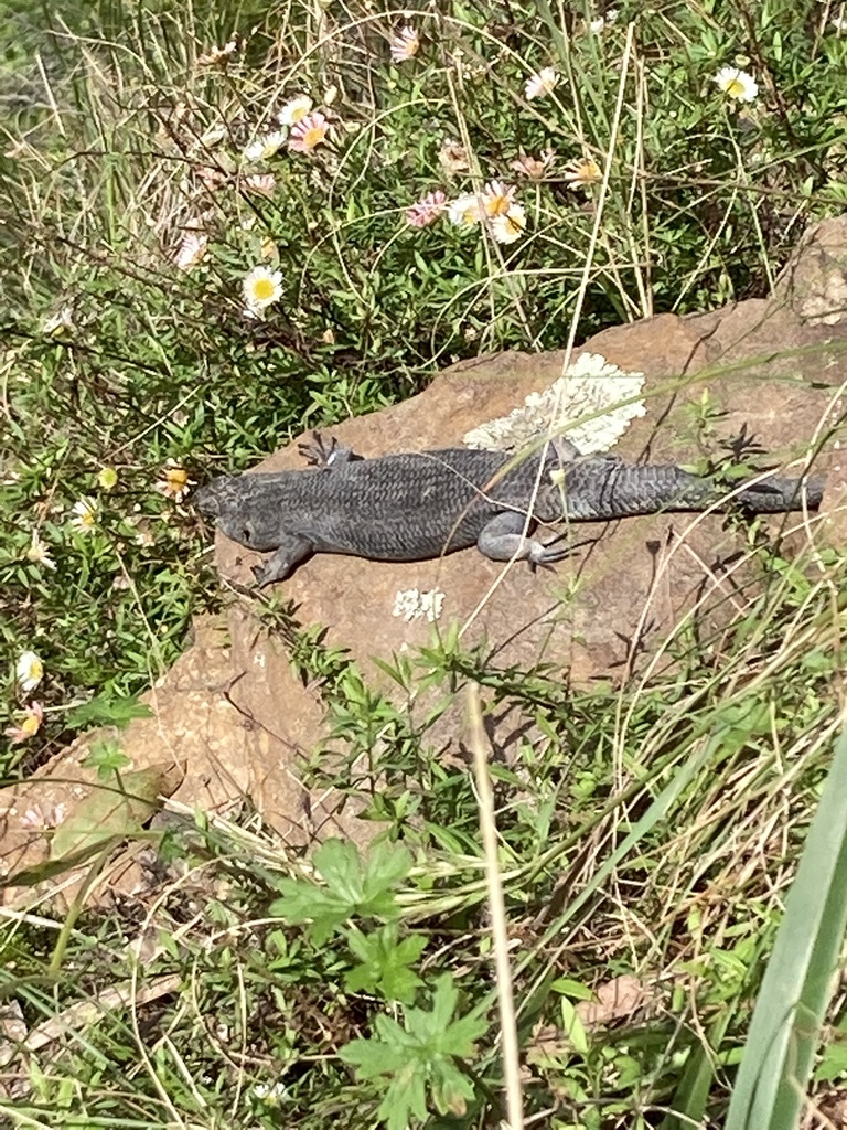 Black Rock Skink from Blue Mountains National Park, Blue Mountains ...