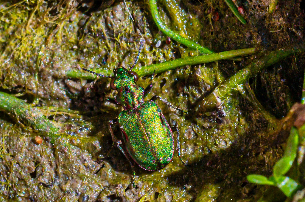 Delta Green Ground Beetle in March 2022 by Charlie Russell · iNaturalist