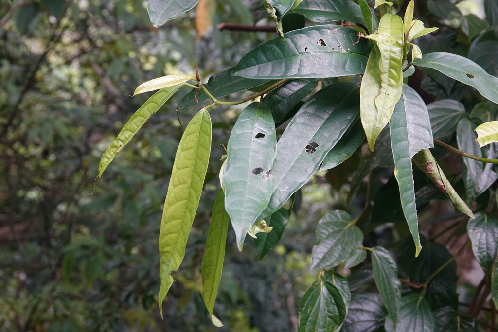 Ficus nervosa from 金峰鄉, 臺灣省 or 台灣省, 台湾 on March 8, 2022 at 02:00 PM by ...