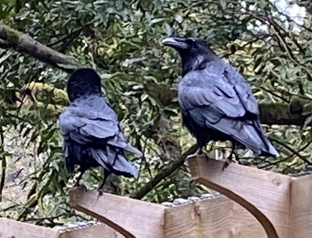 Common Raven from NW Cornell Rd, Portland, OR, US on March 12, 2022 at ...