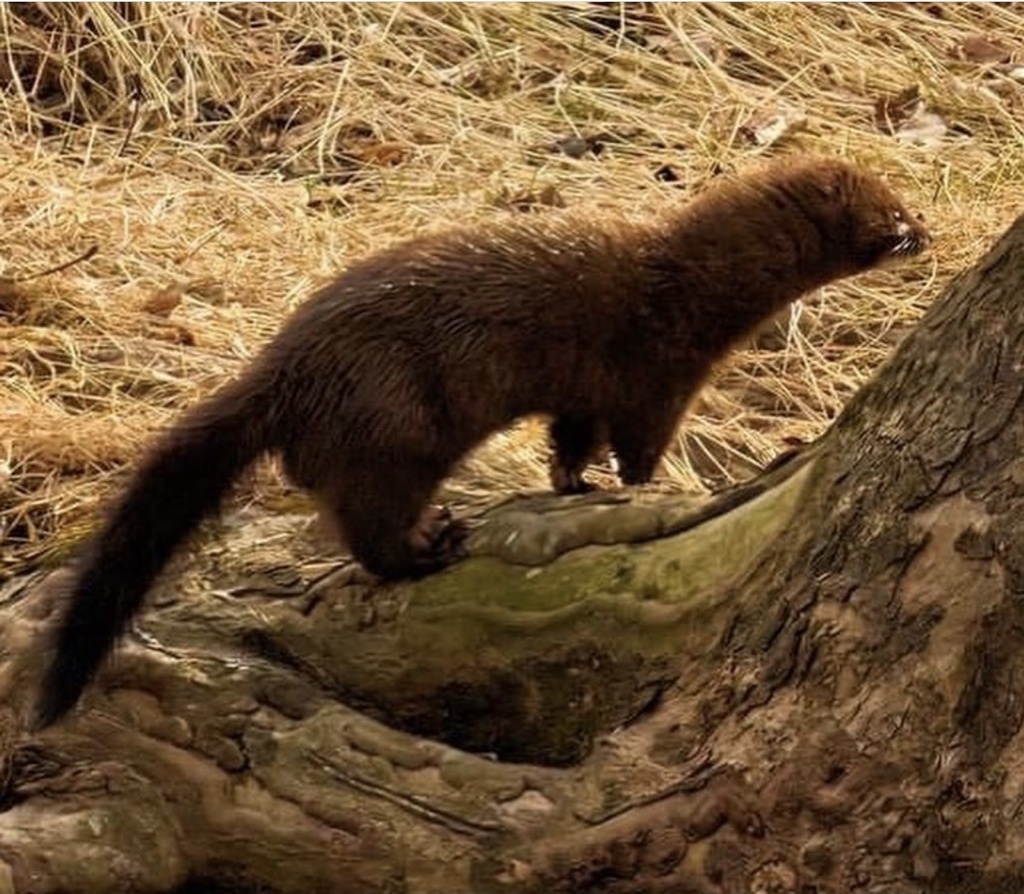 American Mink from Lutherville Timonium, MD, US on March 07, 2022 at 03 ...