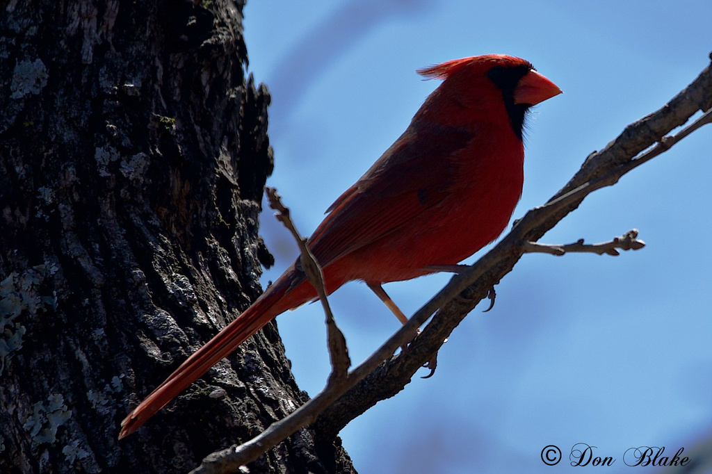 Northern Cardinal from Fischer Dr, Norman, OK, US on March 12, 2022 at ...