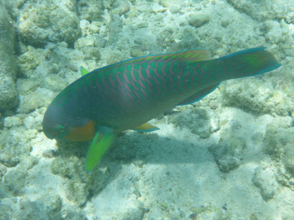 Surf Parrotfish from Gladstone, QLD, Australia on November 28, 2019 by ...