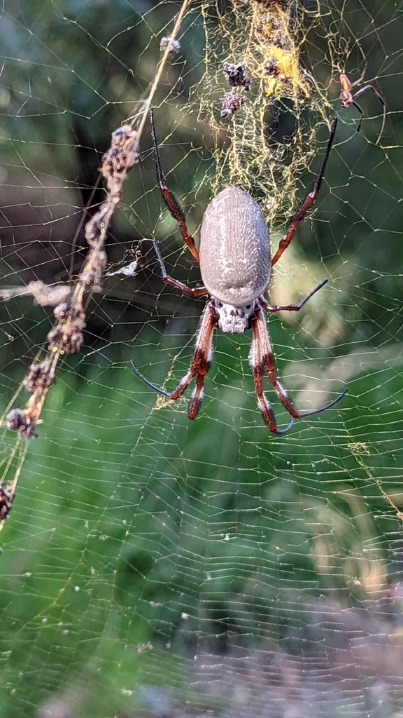 Australian Golden Orbweaver from Paralowie SA 5108, Australia on March ...