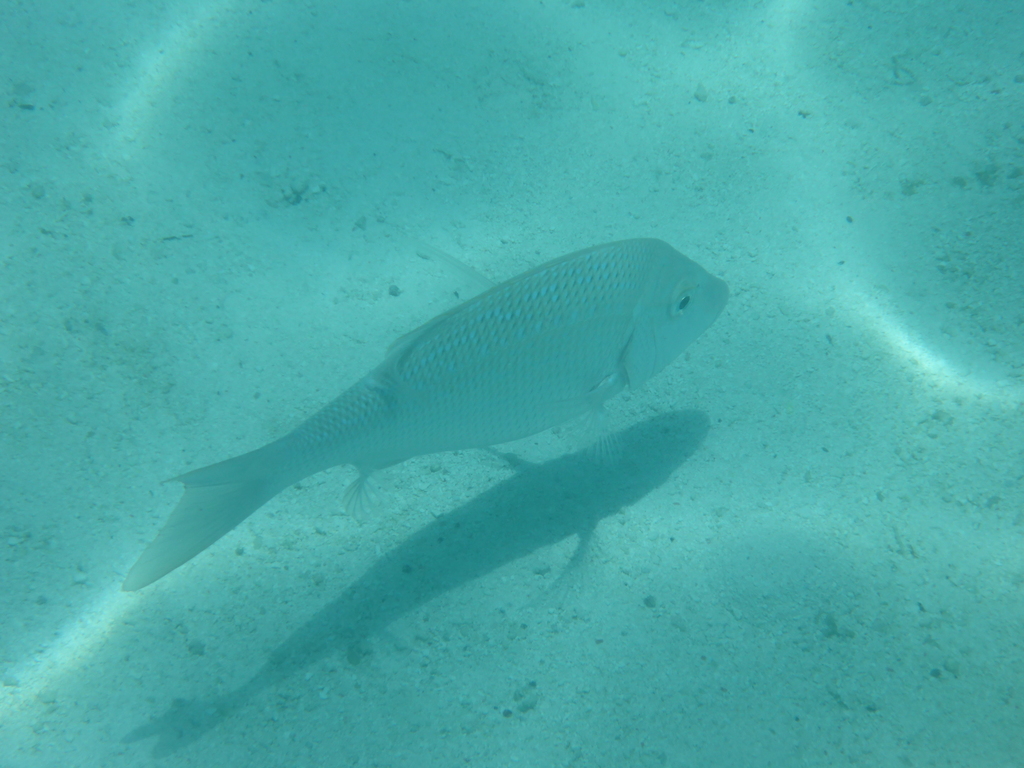 Spangled Emperor from Gladstone, QLD, Australia on October 07, 2019 at ...
