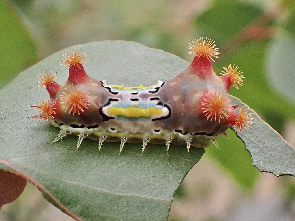 Mottled Cup Moth from Healesville VIC 3777, Australia on March 12, 2022 ...
