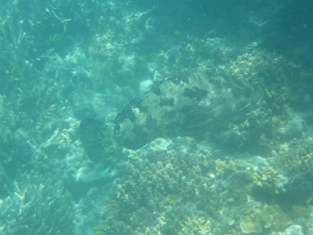Flowery Rockcod from Gladstone, QLD, Australia on November 28, 2019 at ...