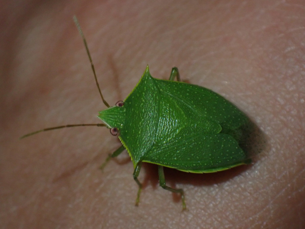 Loxa viridis from Santa Barbara Crowns, Kralendijk, Caribbean ...