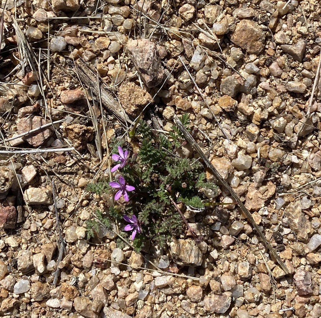 Redstem Stork's-bill from McDowell Sonoran Preserve, Scottsdale, AZ, US ...