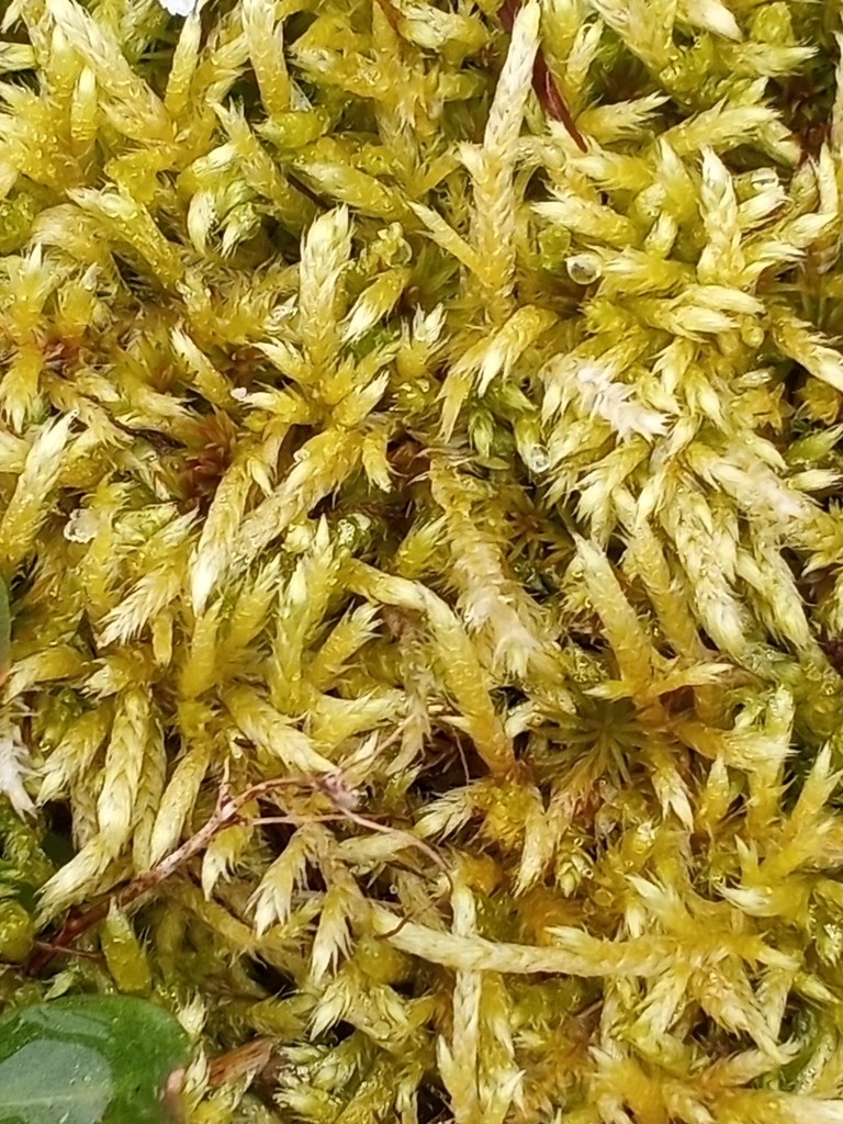 spoon-leaved moss from Federalsburg, MD 21632, USA on March 12, 2022 at ...