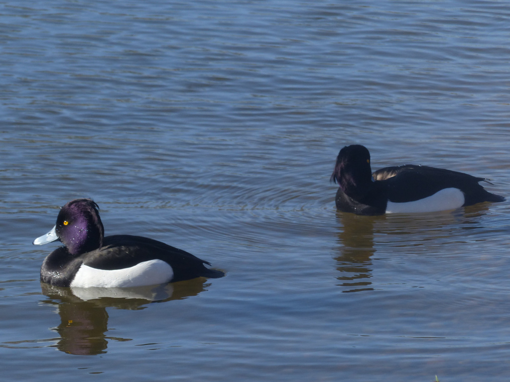 Tufted Duck from Lenton, Nottingham, UK on February 27, 2022 at 01:38 ...
