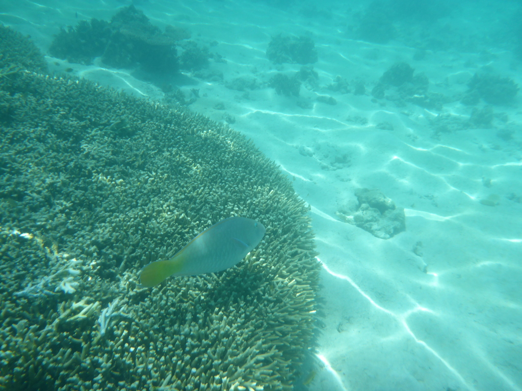 Pacific Longnose Parrotfish from Gladstone, QLD, Australia on November ...