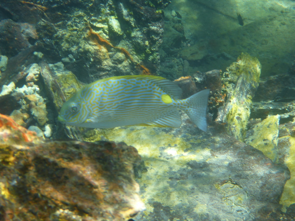 Goldlined Rabbitfish from Gladstone, QLD, Australia on November 30 ...