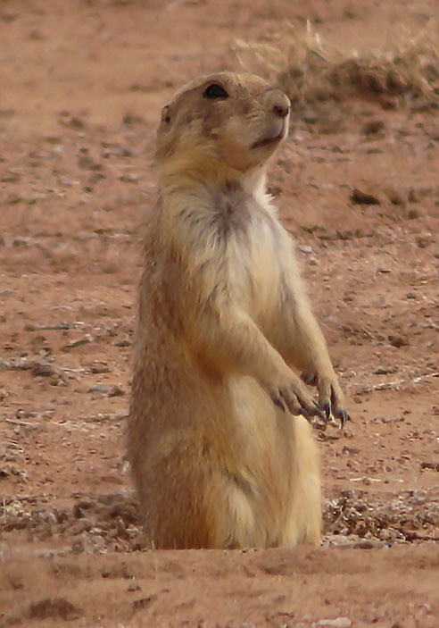 Black-tailed Prairie Dog from Pima County, AZ, USA on April 15, 2021 at ...