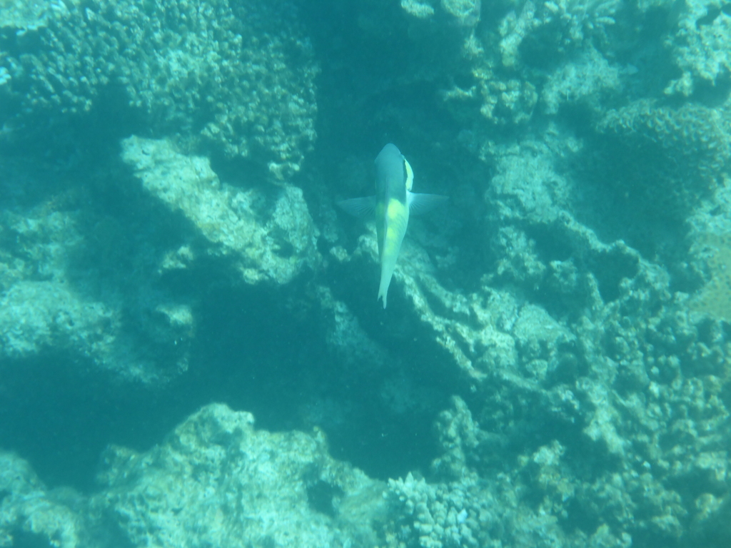 Darkcap Parrotfish from Gladstone, QLD, Australia on December 01, 2019 ...