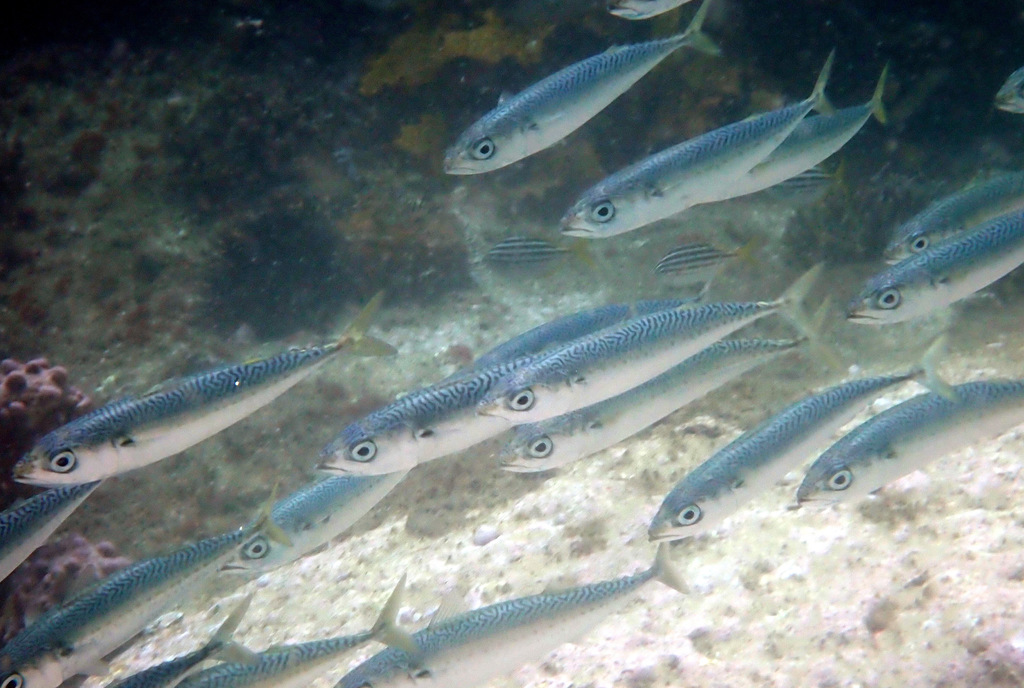 Blue Mackerel (Scomber australasicus) - Marine Life Identification