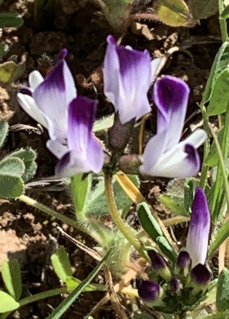 Clara Hunt's milkvetch in March 2022 by Lesli Lee. Astragalus claranus ...