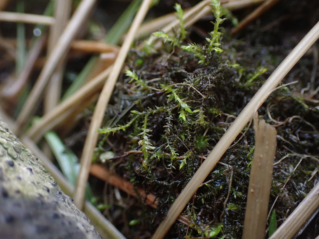 tangled thread moss from Comox-Strathcona, British Columbia, Canada on ...