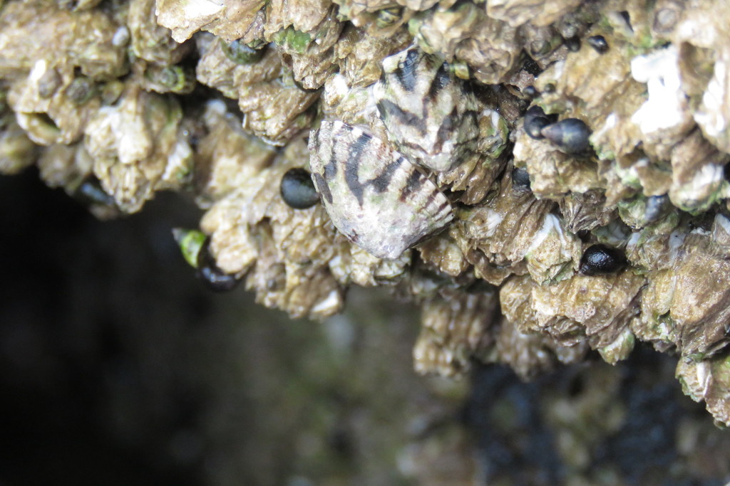 Fingered Limpet from Des Moines, WA, USA on May 19, 2018 at 10:30 AM by ...