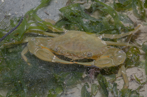 Charybdis anisodon · iNaturalist United Kingdom