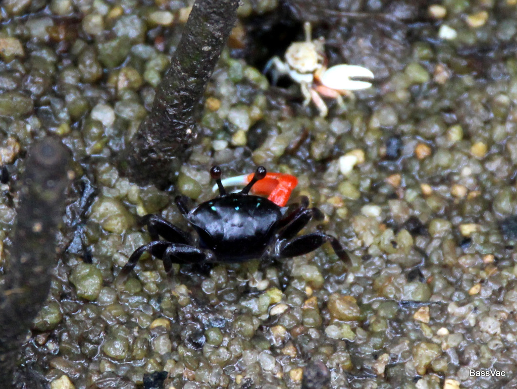 Rose Fiddler Crab from Langkawi, Kedah, Malaysia on June 04, 2017 at 12 ...