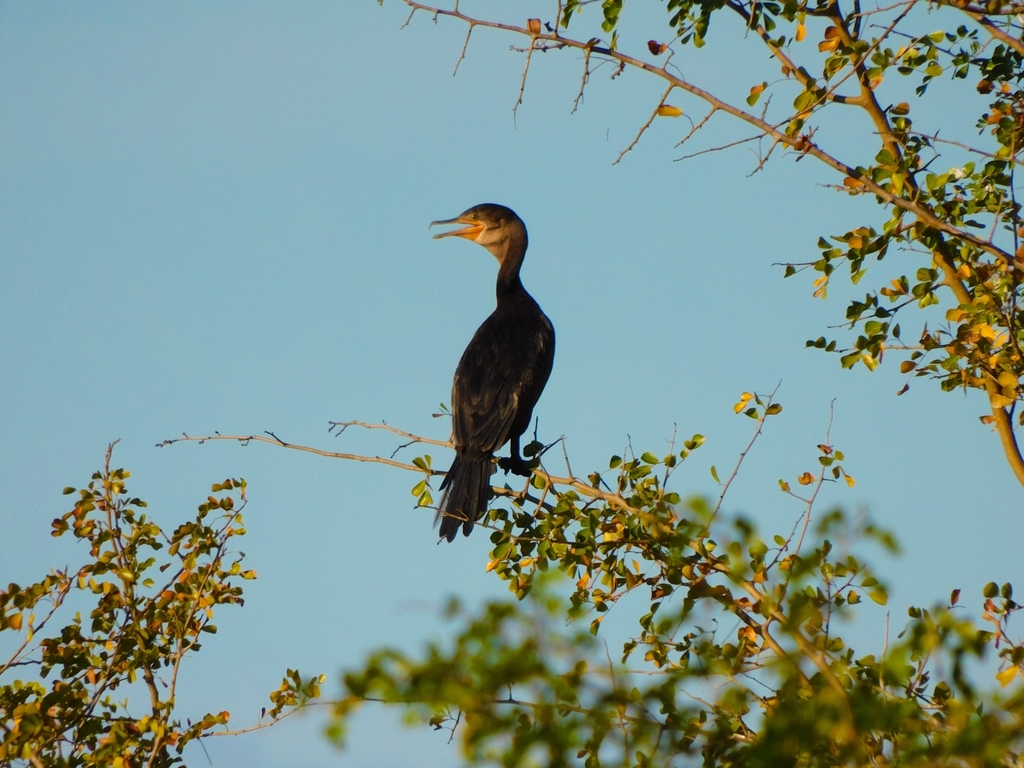 Neotropic Cormorant from 86844 Tab., México on January 09, 2022 at 04: ...