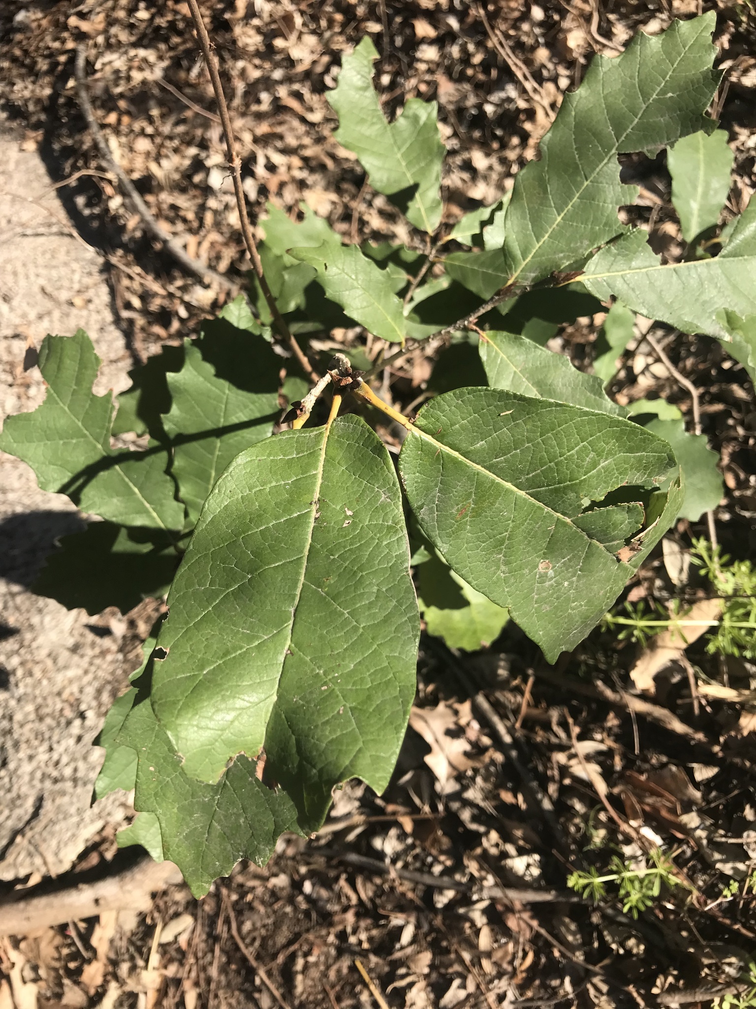 Quercus polymorpha Schltdl. & Cham.