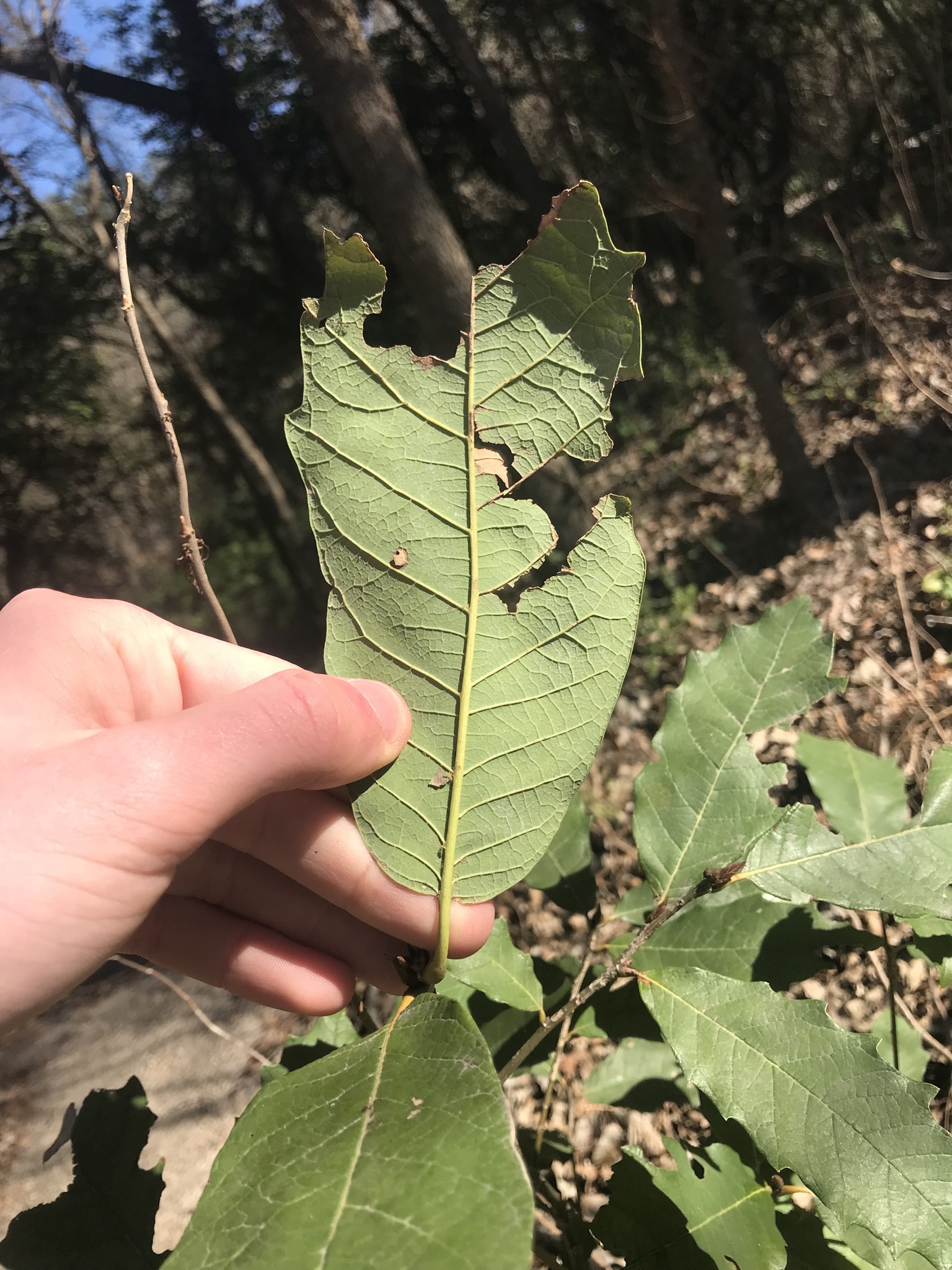 Quercus polymorpha Schltdl. & Cham.