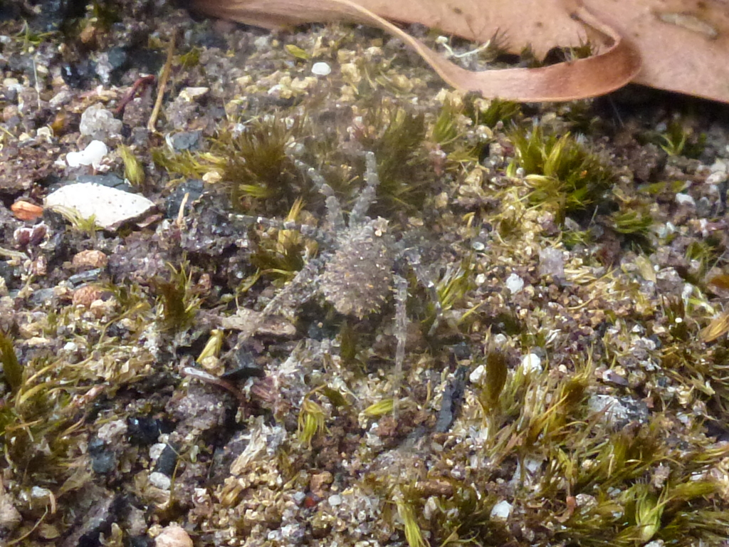 Prowling Spiders from Cherry Gardens Cemetery SA 5157, Australia on ...