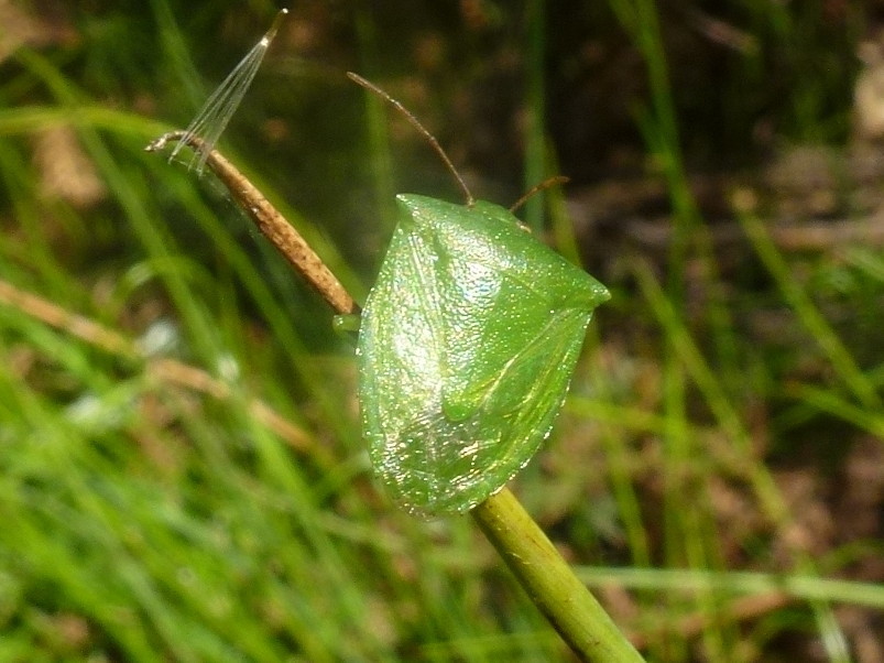 Green potato bug from Dorset Vale SA 5157, Australia on March 10, 2022 ...