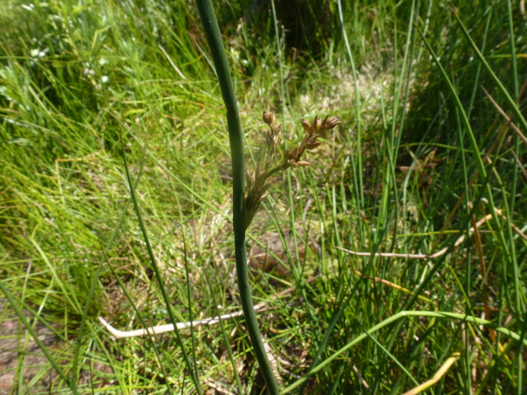 Loose-flowered Rush from Dorset Vale SA 5157, Australia on March 10 ...