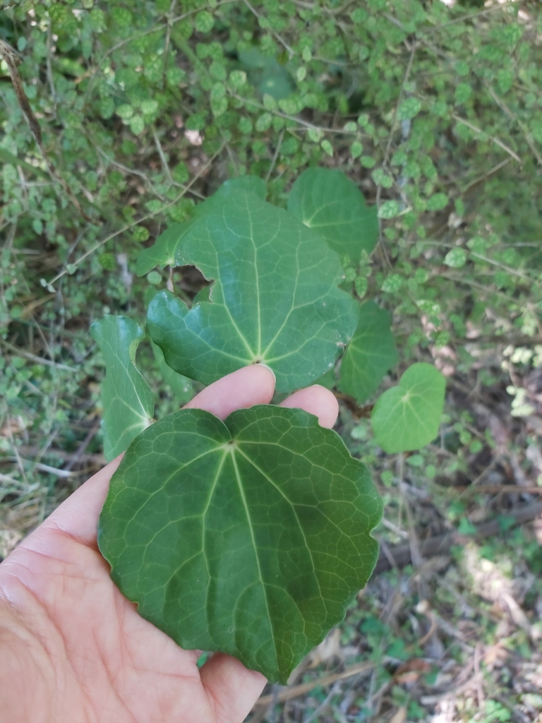 Kawakawa from Greymouth, New Zealand on March 13, 2022 at 01:11 PM by ...
