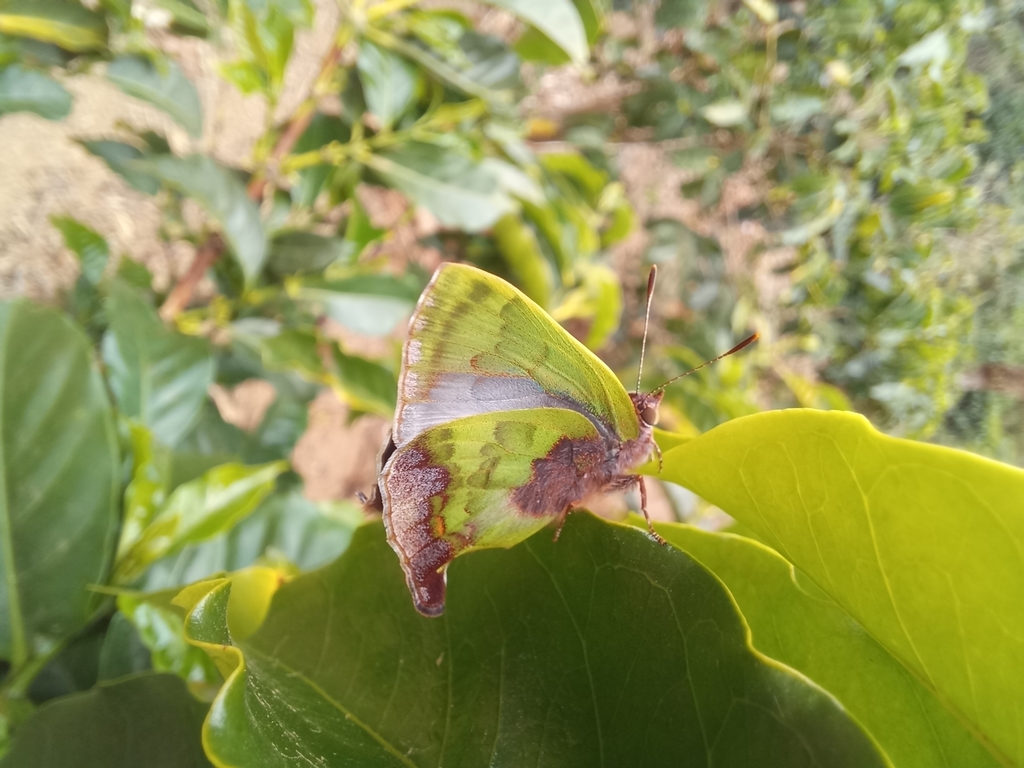 Stained Greenstreak from Unnamed Road, San José, Dota, Costa Rica on ...