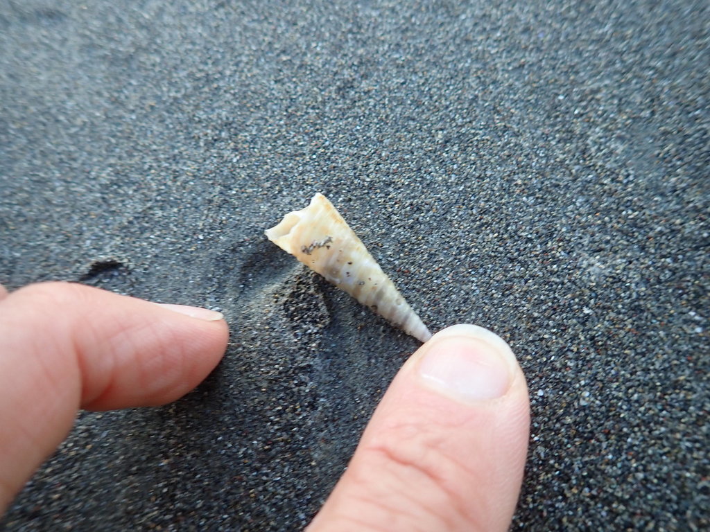 Turret Shell from Foxton Beachi, New Zealand on March 13, 2022 at 06:21 ...