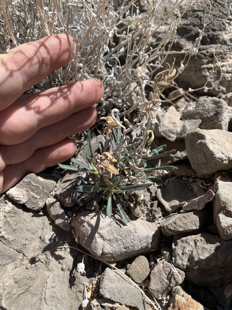 polished blazing star in March 2022 by Corey Lange · iNaturalist