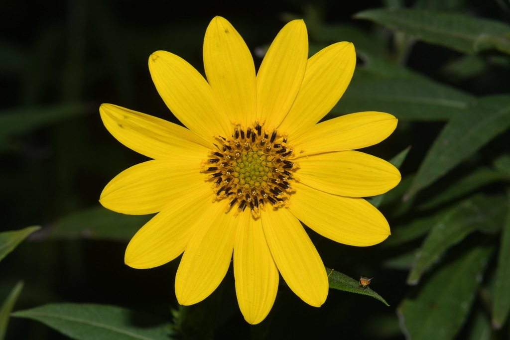 Whorled Sunflower in September 2020 by Brian Finzel · iNaturalist