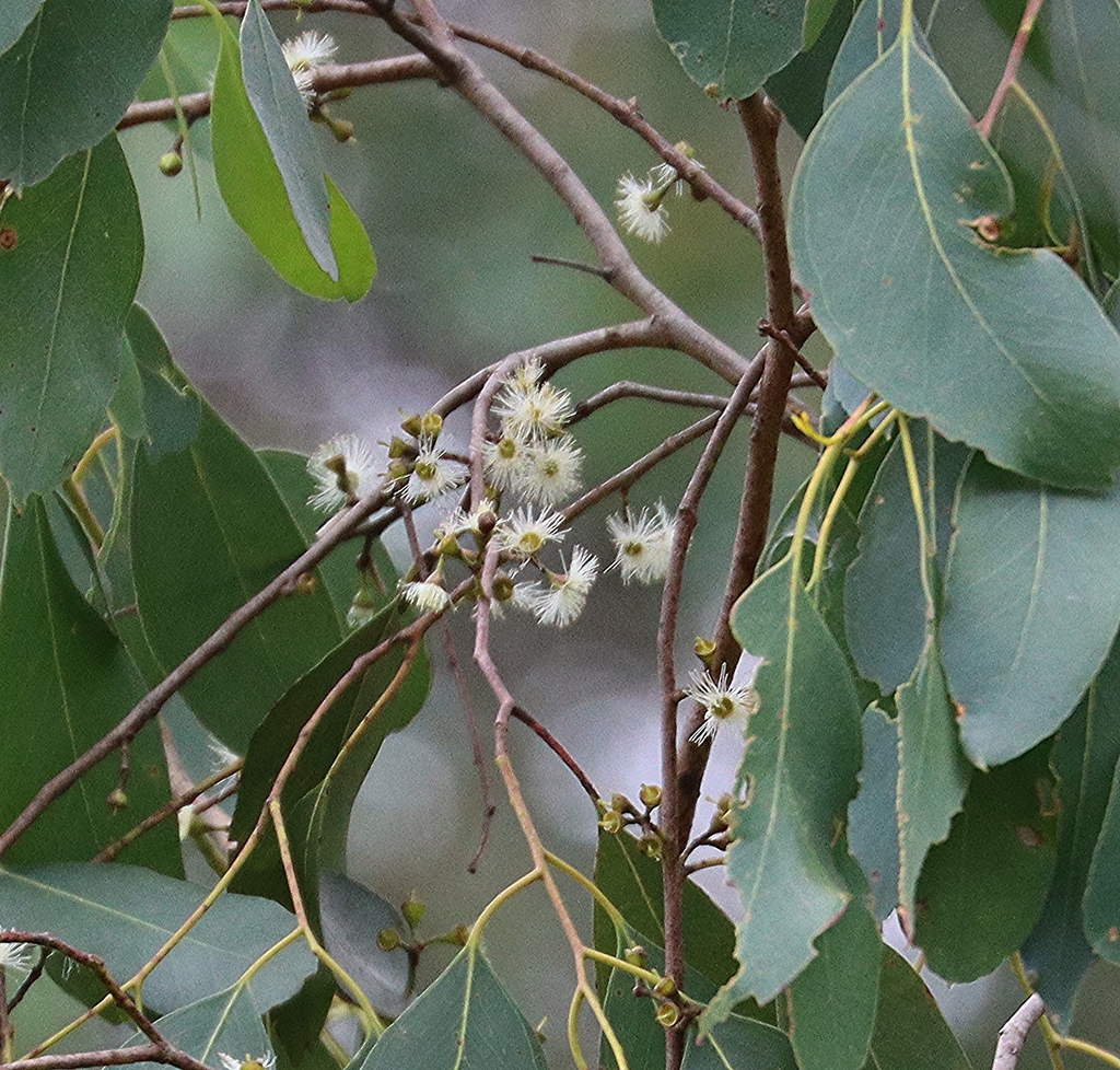 Swamp Gum from Macclesfield VIC 3782, Australia on March 11, 2022 at 01 ...
