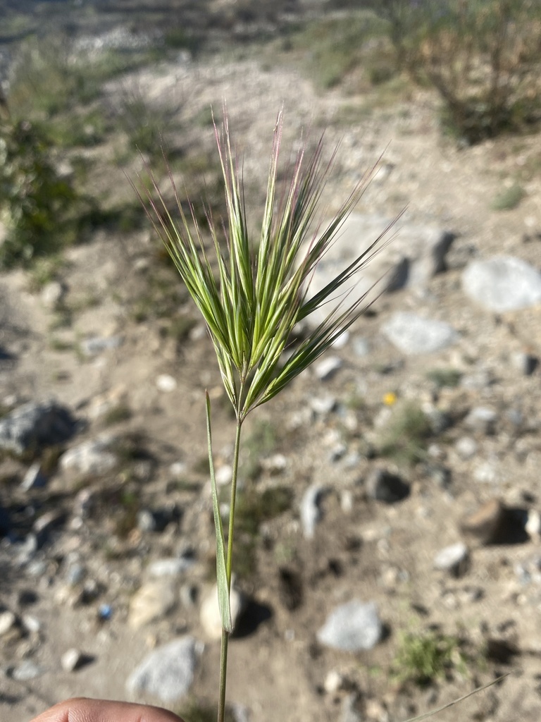 Red Brome from San Bernardino County, US-CA, US on March 12, 2022 at 03 ...