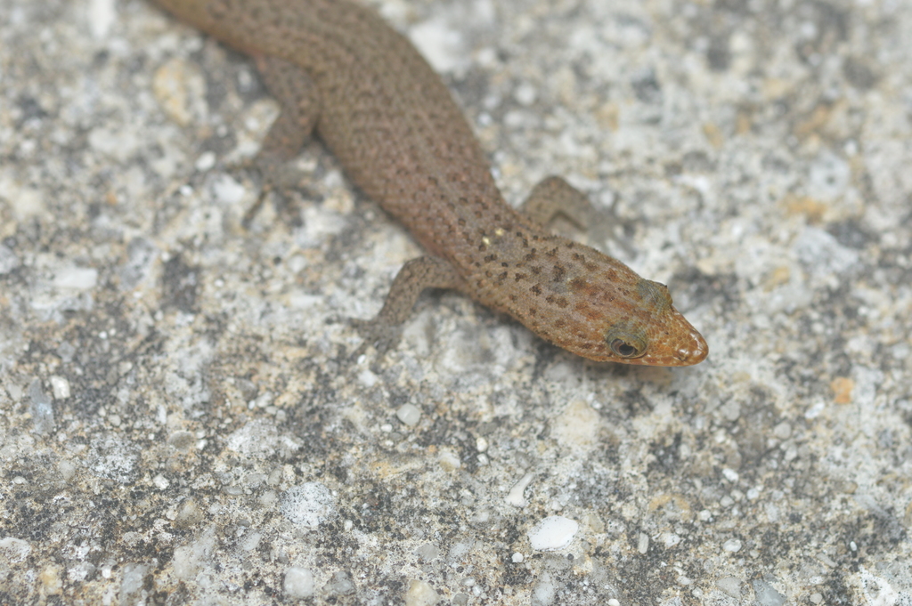 Florida Reef Gecko from Big Pine Key, FL 33043, USA on November 17 ...