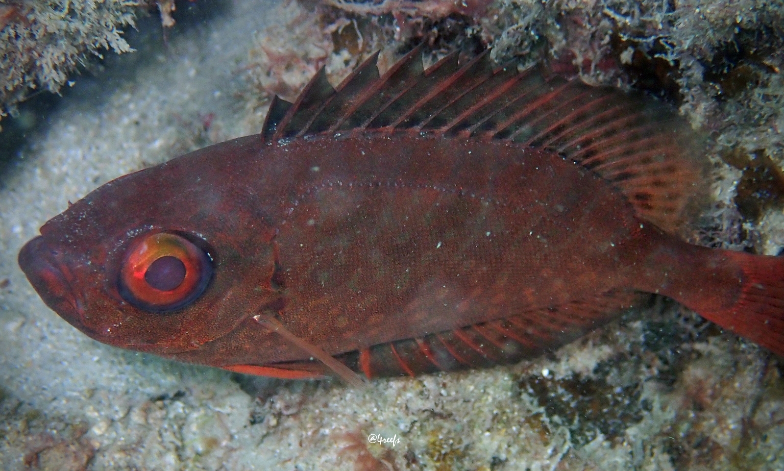 Heteropriacanthus cruentatus (Lacepède, 1801)