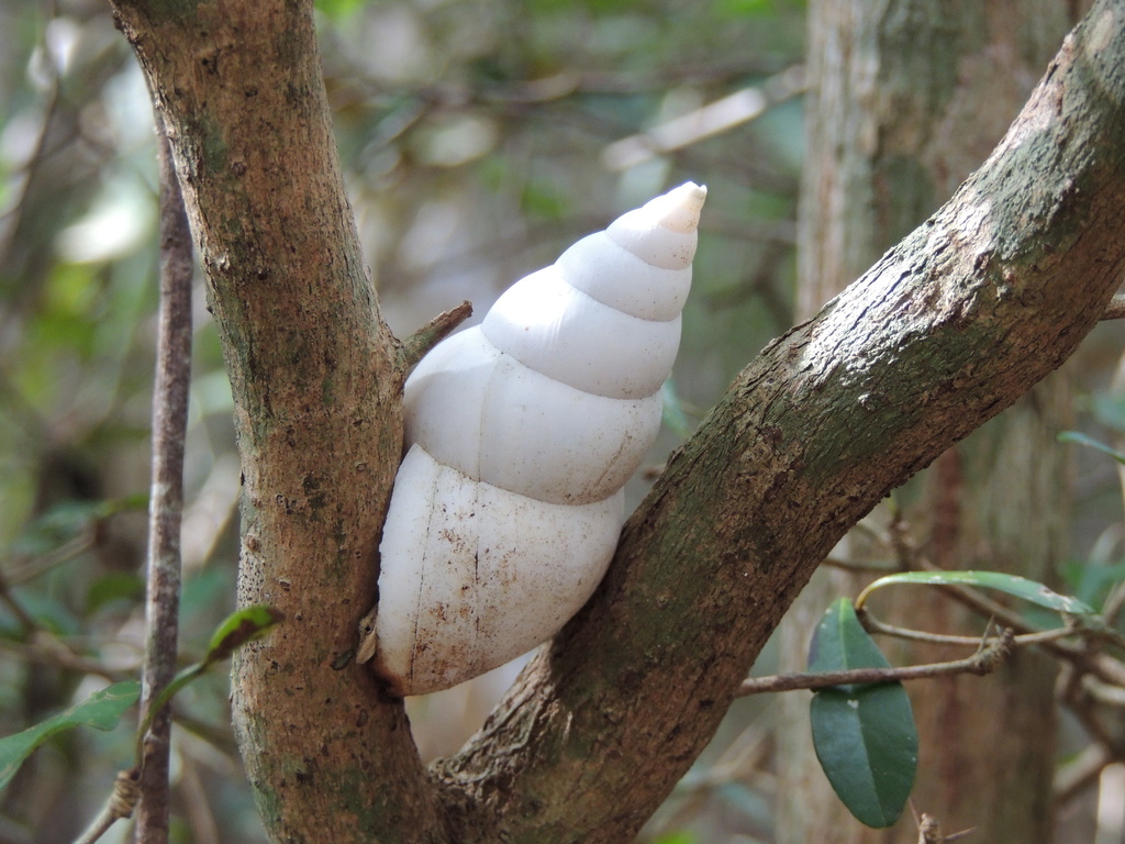 Florida Tree Snail from Matanzas, CU on February 11, 2019 at 10:25 AM ...